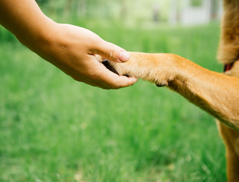 Enhancing Companion Animal Welfare; Influencing (human) Behavior ...